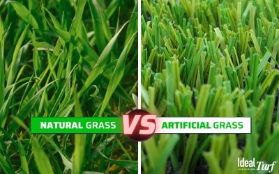 How To Prevent Brown Dog Urine Spots From Ruining Your Lawn