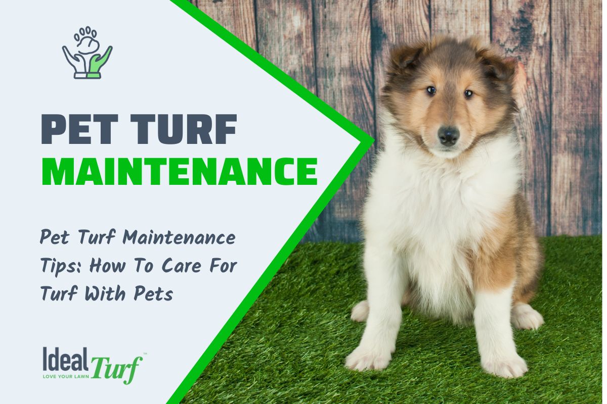 Pet Turf Maintenance Tips: How To Care for Turf With Dogs?
